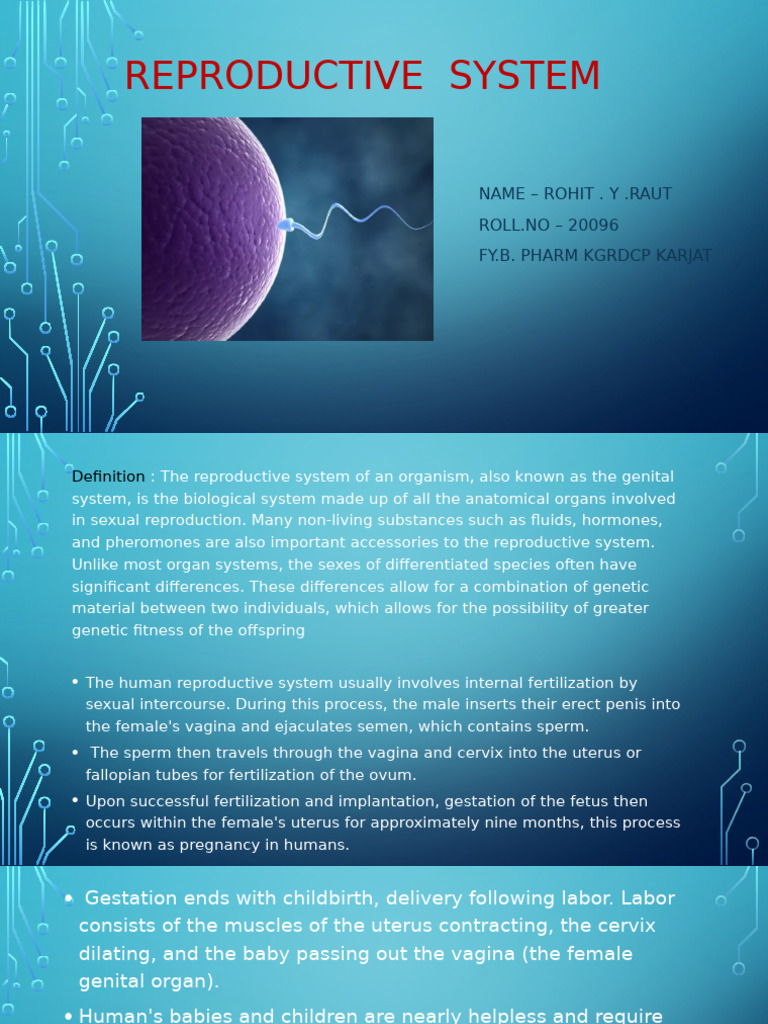 Reproductive System | PDF