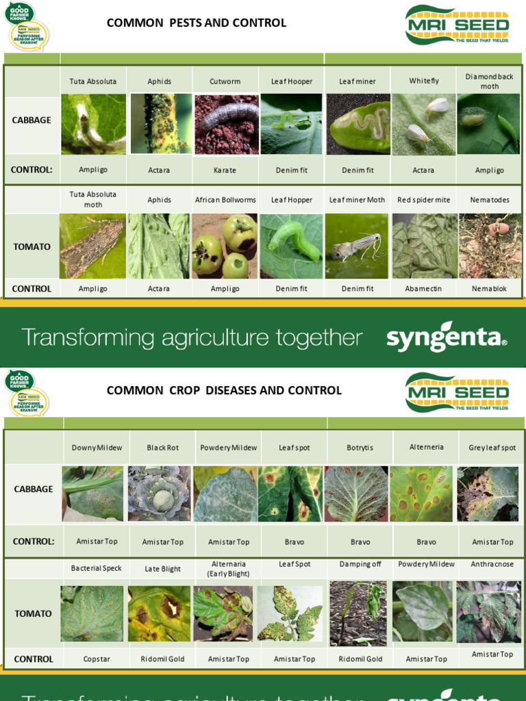 Tomato Spray Calendar | PDF