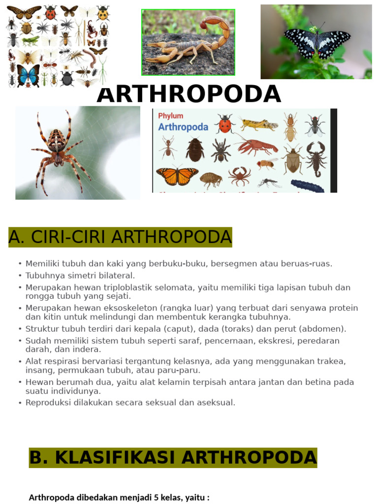 Arthropoda | PDF