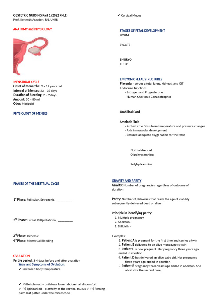 Stages of Fetal Development: Anatomy and Physiology | PDF