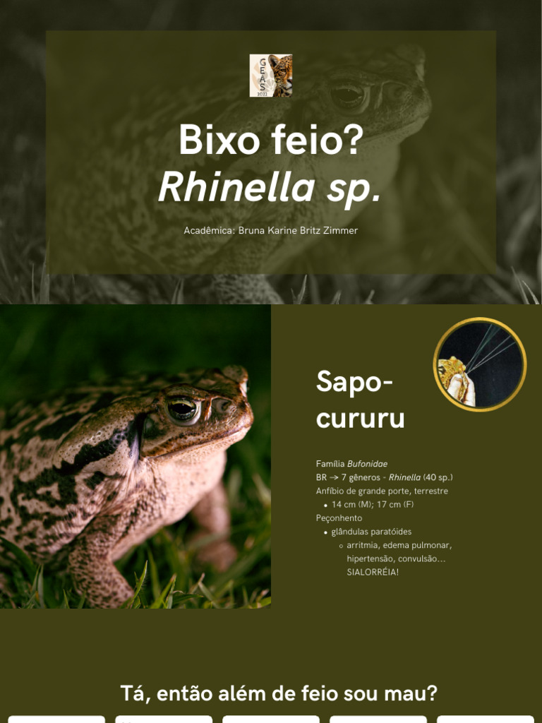 Sapo Cururu | PDF