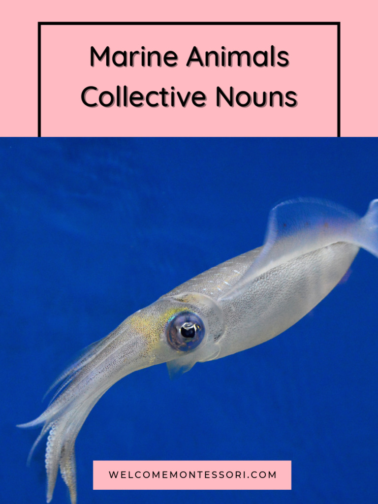 Marine Animal Collective Nouns | PDF