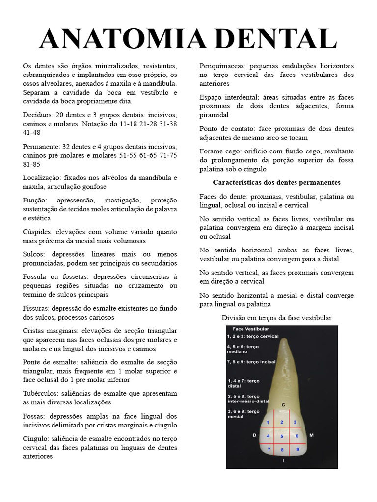 ANATOMIA DENTAL | PDF