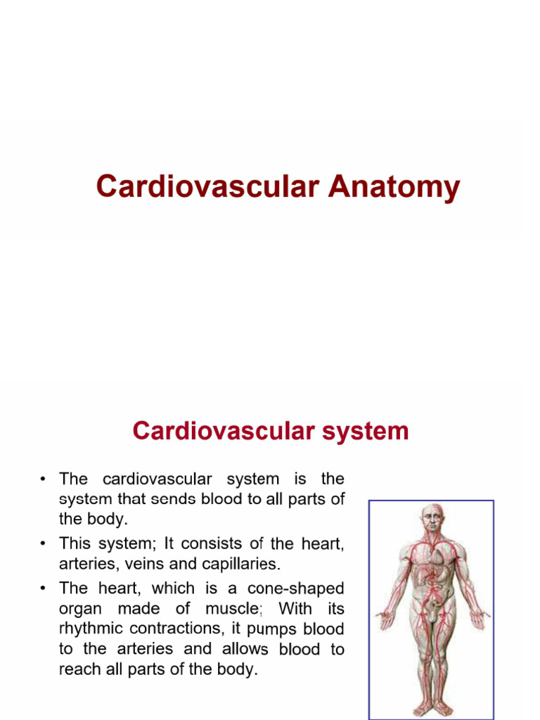 Cardiac 2 CV Anatomy 7 | PDF