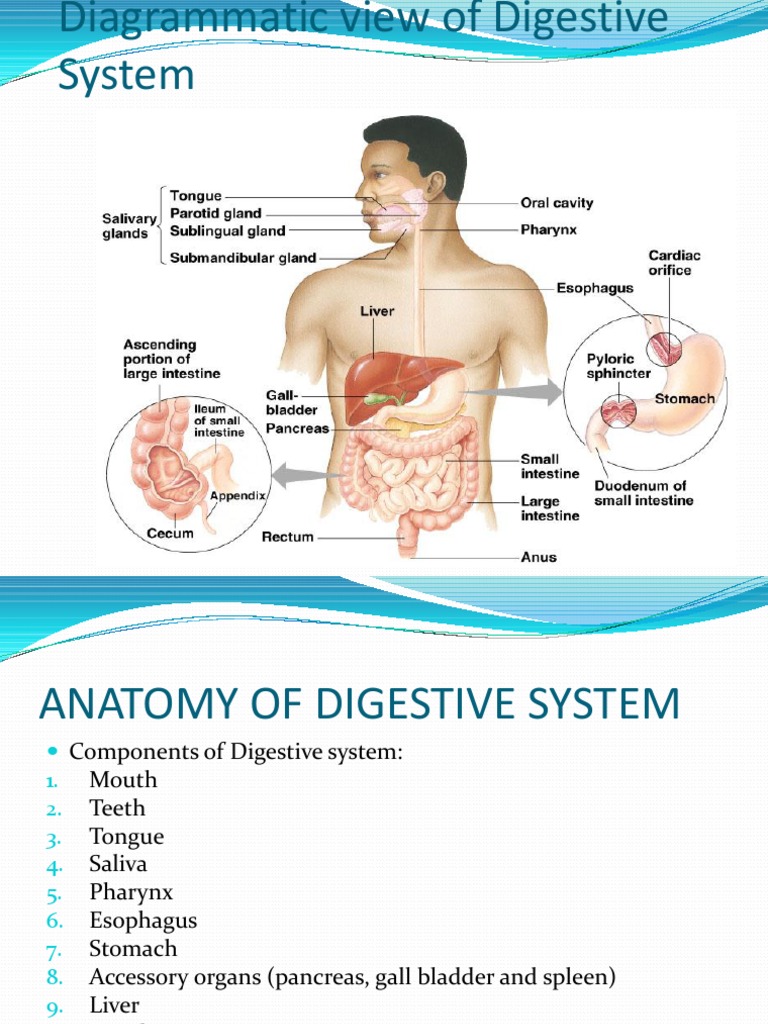 Gastrointestinal System Ppt.-new | Digestion | Human Digestive System