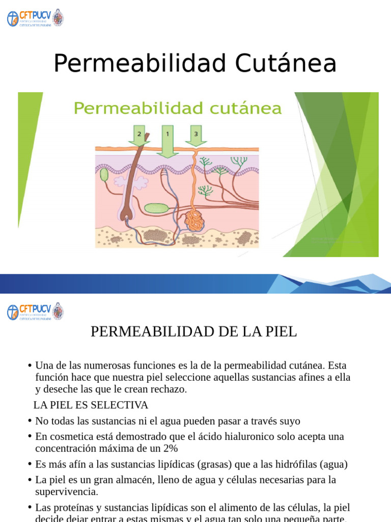 Permeabilidad y Penetración Cutánea | PDF | Piel | Crecimiento personal ...
