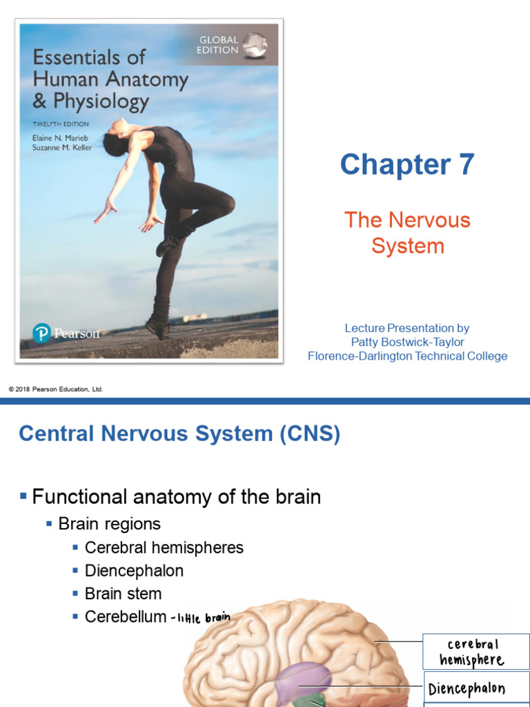 Central Nervous System | PDF
