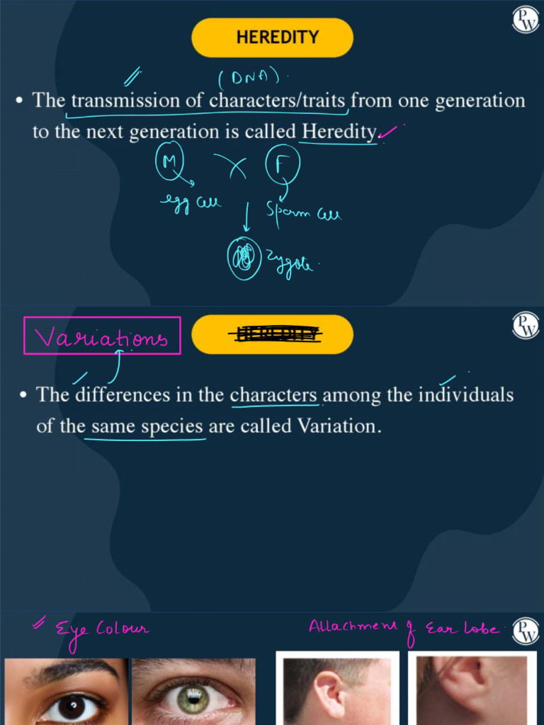 Heredity Class 10 | PDF