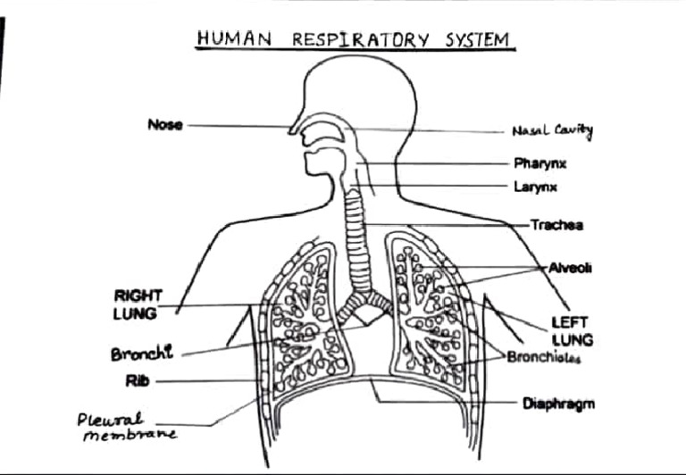 Diagram Of Respiratory System Pdf