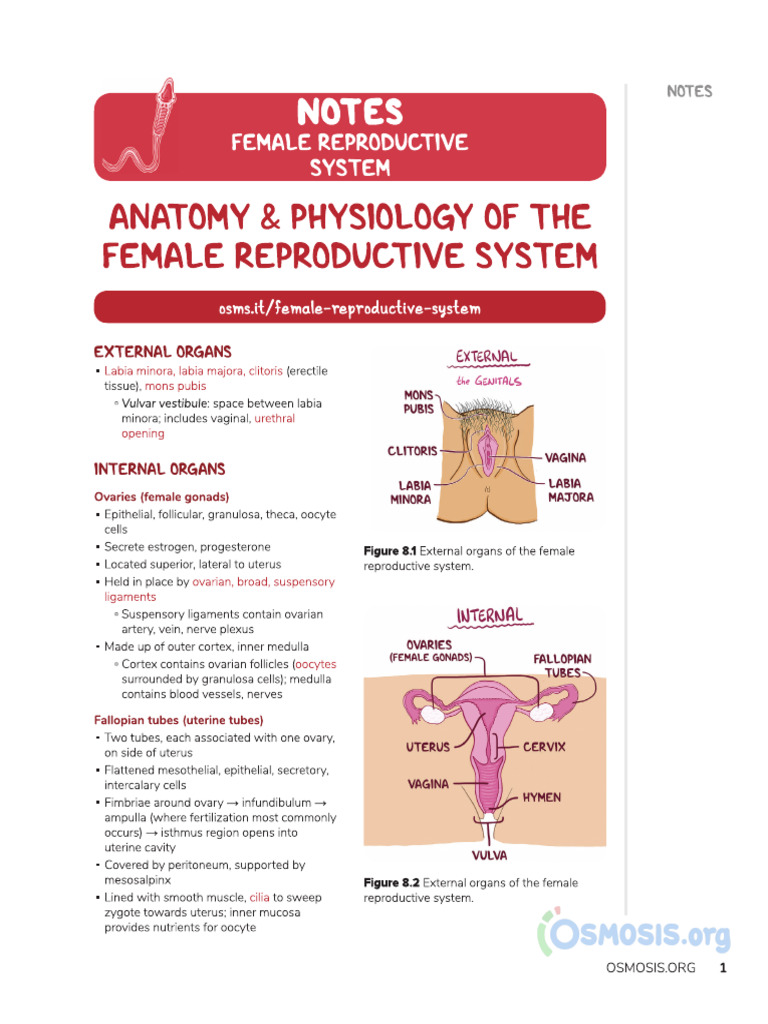 Anatomy and Physiology of The Female Reproductive System - Osmosis | PDF