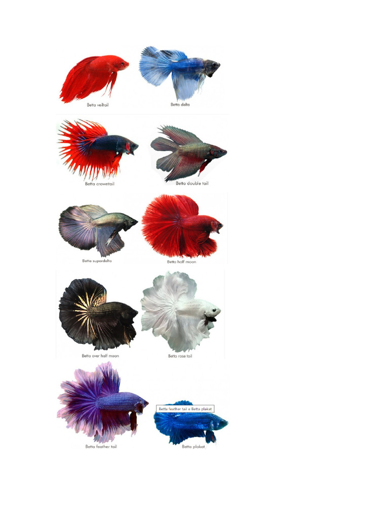 Tipos de Peixe Beta 2 | PDF