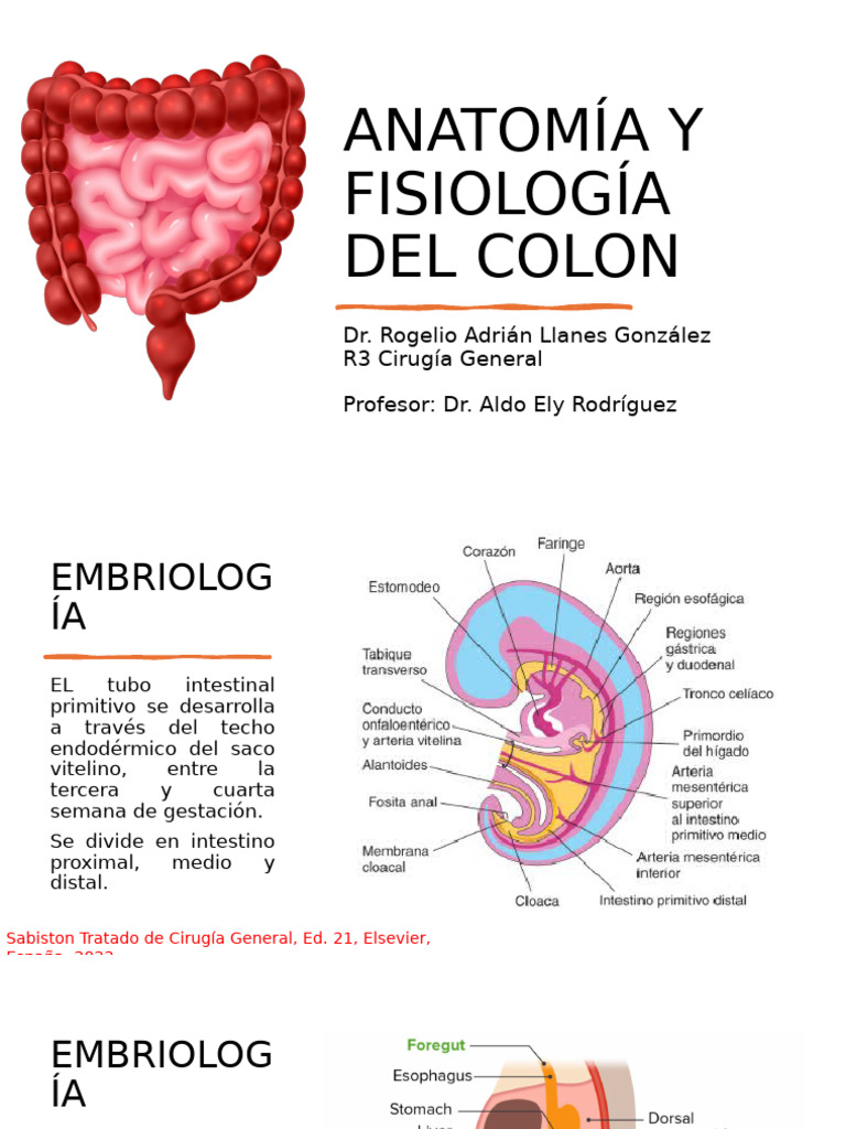 Anatomía y Fisiología Del Colon | PDF
