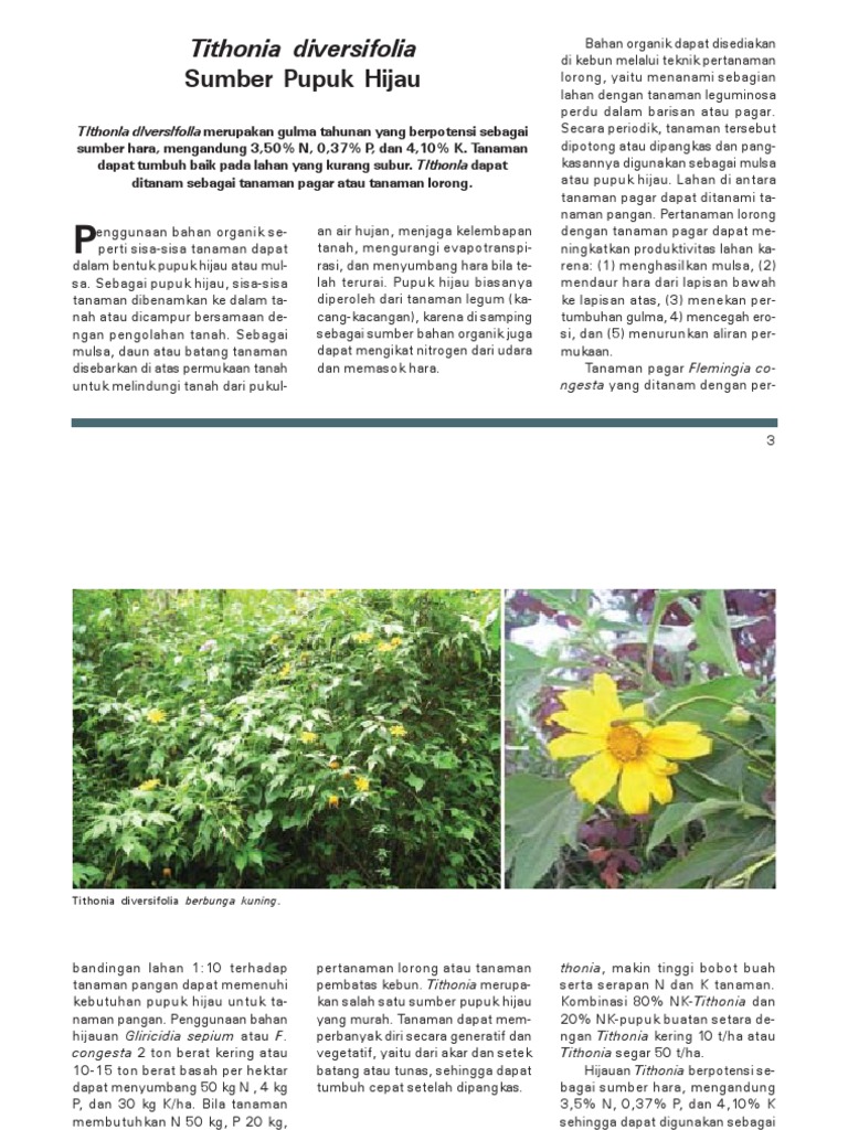 Tithonia Diversifolia sebagai Pupuk Hijau | PDF