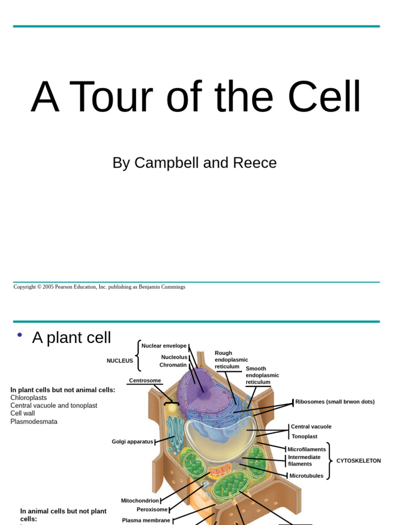 LECTURE 3-Tour of The Cell | PDF | Endoplasmic Reticulum | Cell (Biology)