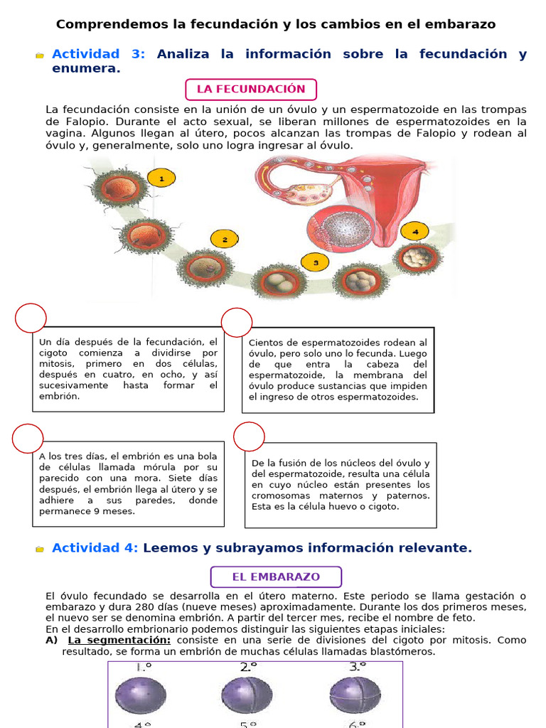 Fecundacion y Embarazo | PDF