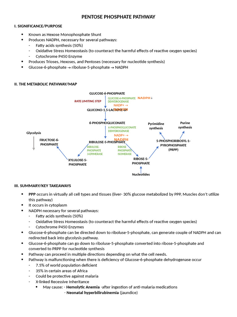 4 Pentose Phosphate Pathway | PDF | Nicotinamide Adenine Dinucleotide ...