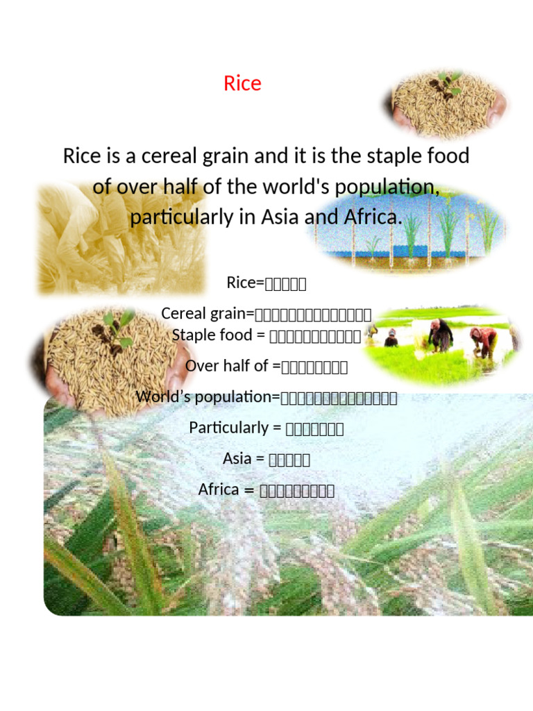 Reading Rice | PDF
