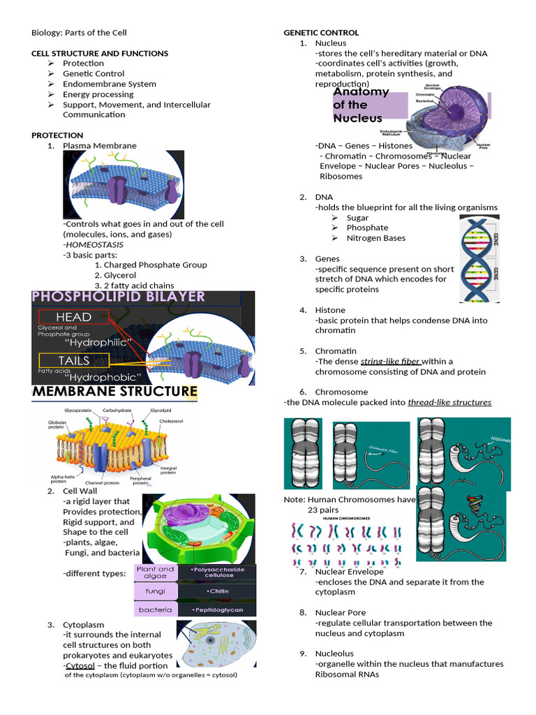 Biology Parts of The Cell | PDF