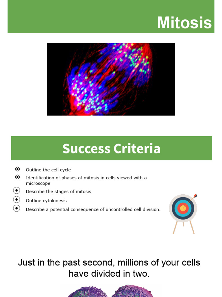 Unit 5 - Lesson 8 Mitosis | PDF
