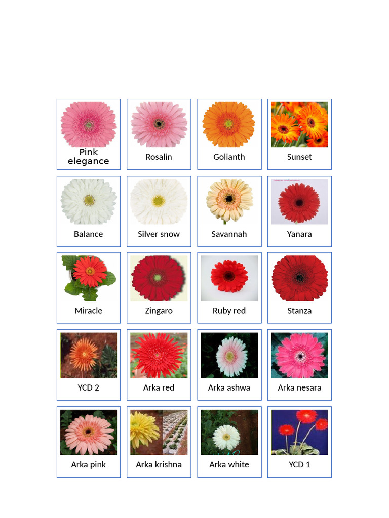 Gerbera Varieties | PDF