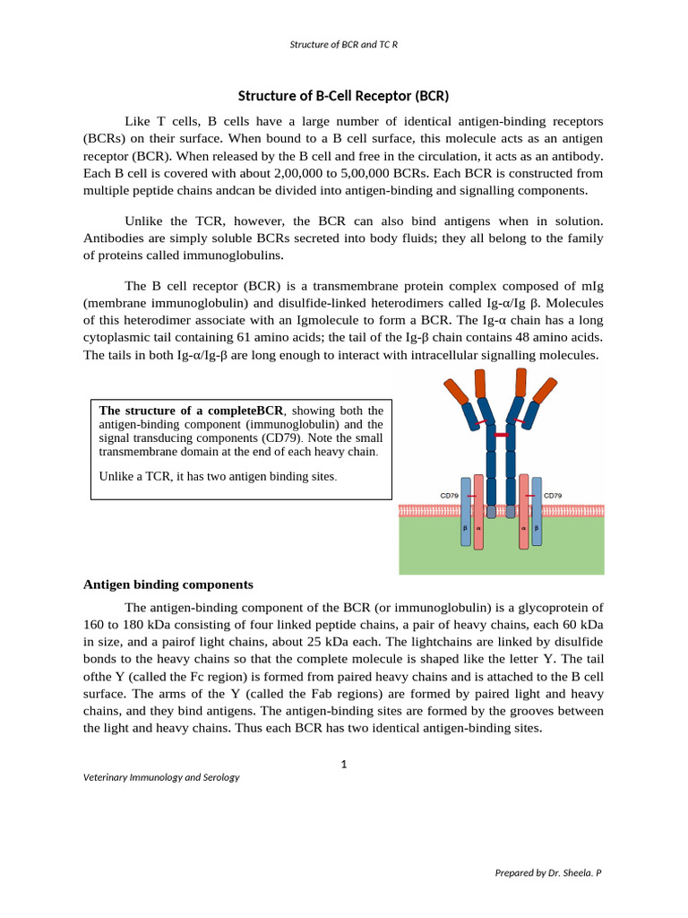 11 Structure of BCR and TCR | PDF