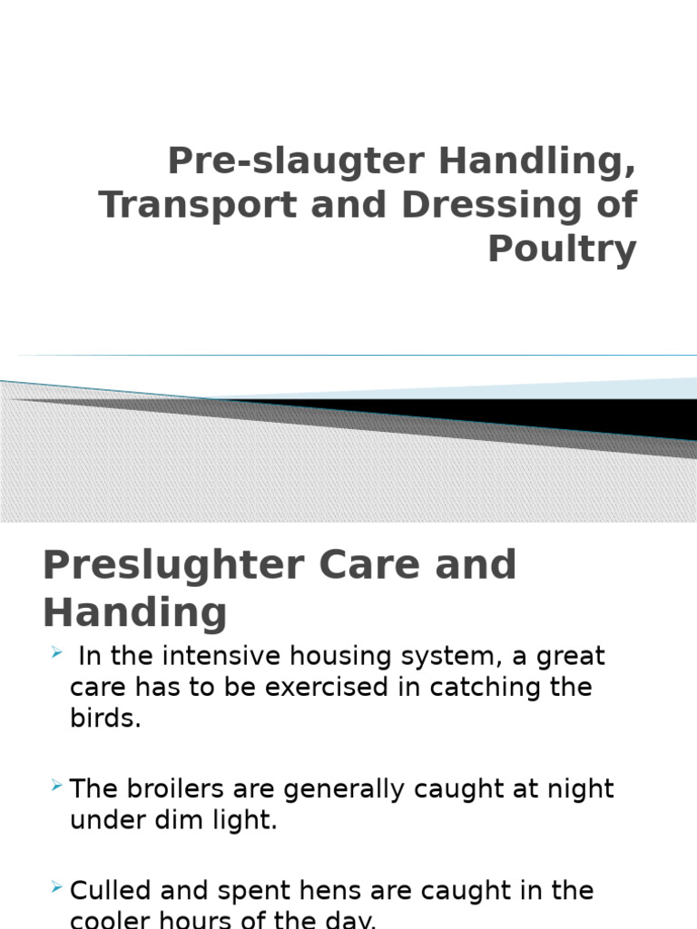 Poultry Slaugter | PDF