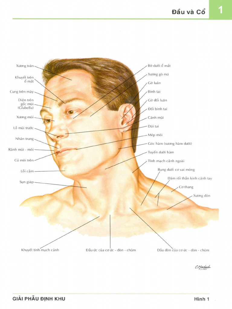 Atlas Giai Phau Nguoi Netter Tieng Viet - Phan 01 Dau Co (1-151) | PDF
