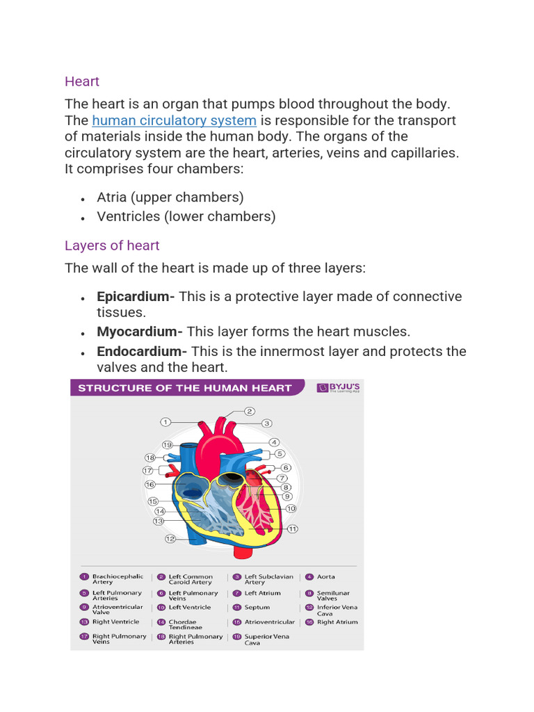 Heart | PDF