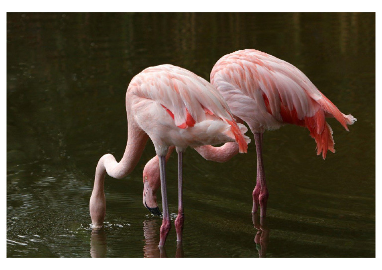 Flamingos-8233303 1280 | PDF