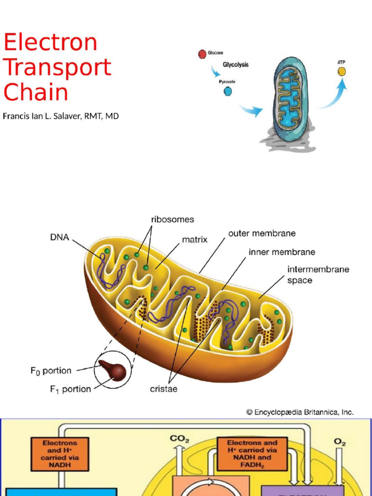 Electron Transport Chain | PDF