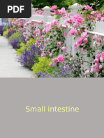 Understanding Haustrations in the Colon | PDF | Large Intestine | Organ ...