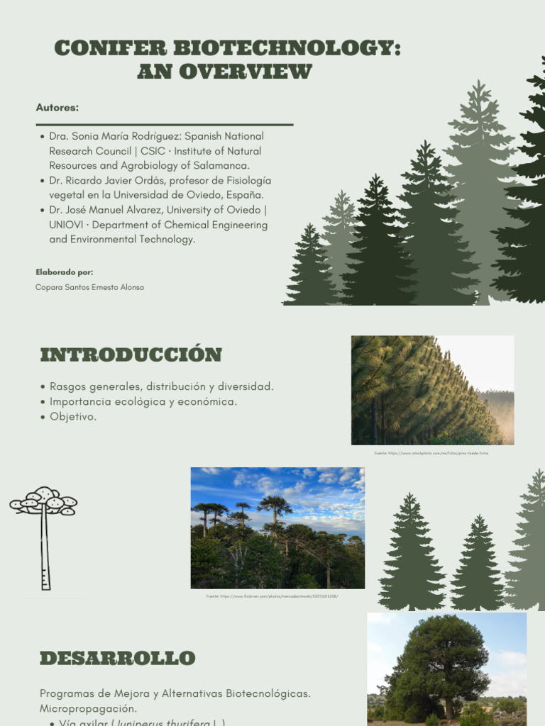 Conifer Biotechnology An Overview | PDF