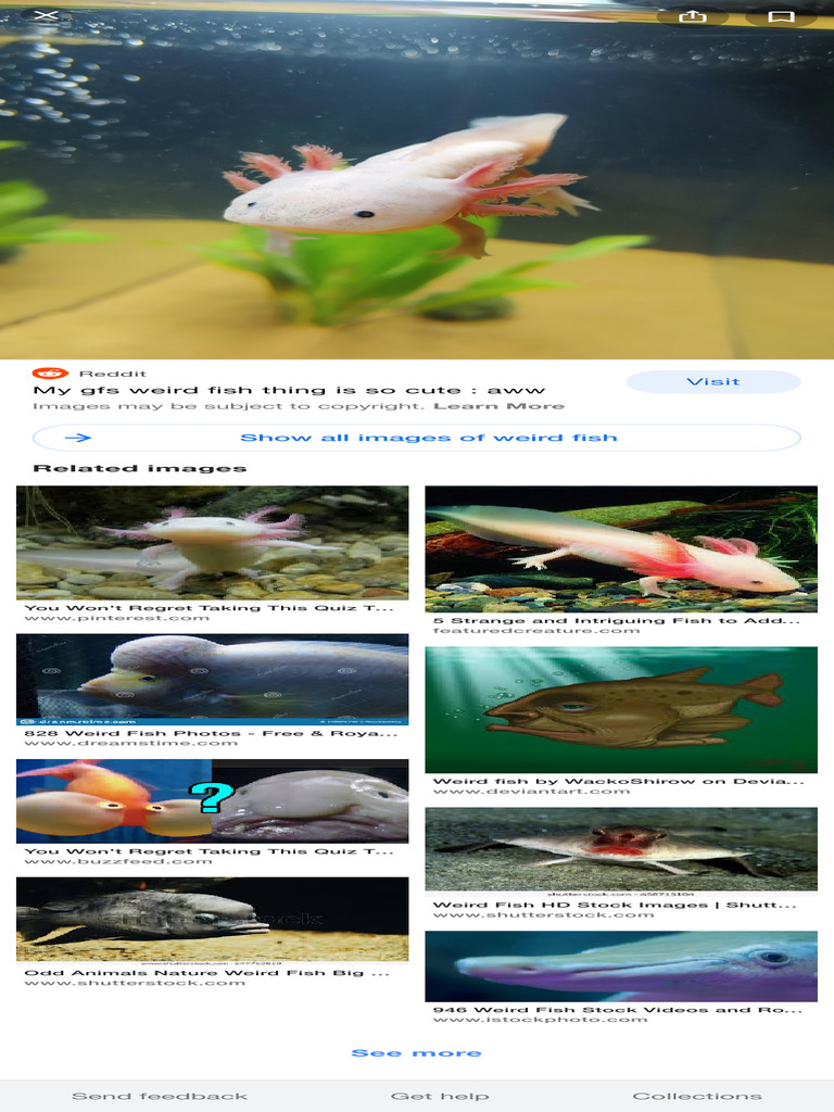 Weird Fish - Google Search | PDF