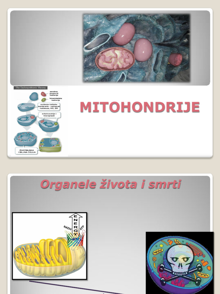 Mitohondrije I Peroksizomi | PDF
