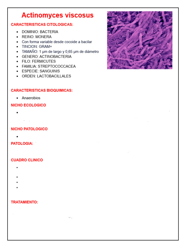 Actinomyces Viscosus Pdf