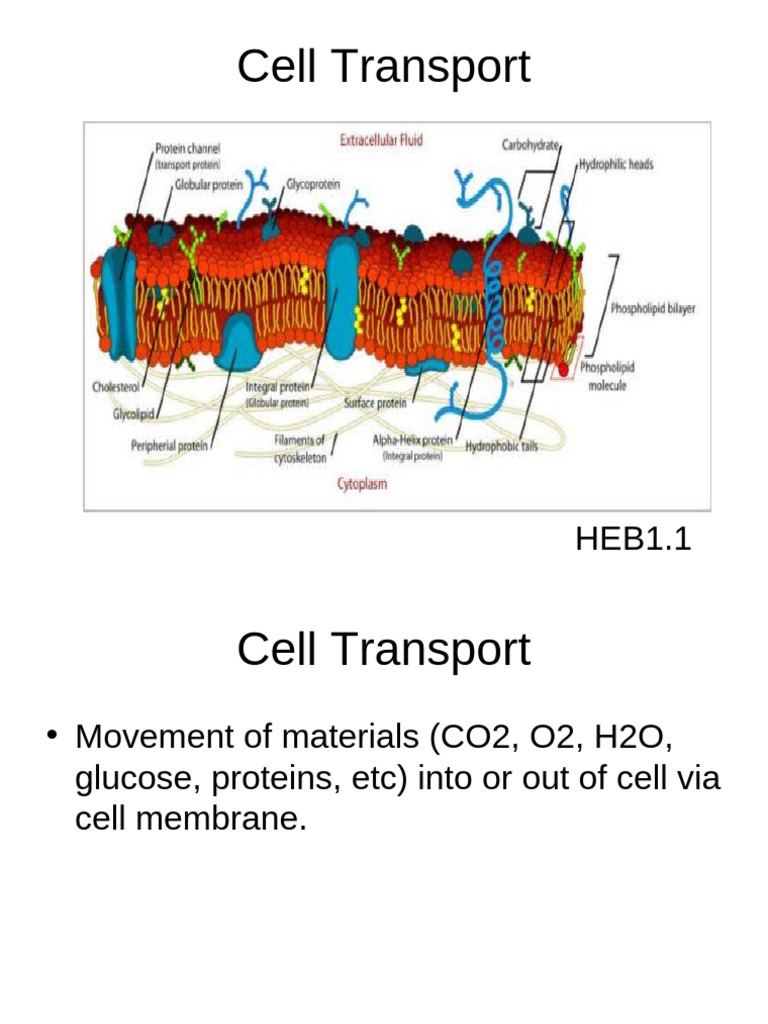 Cell - Transport Mechanisms | PDF | Osmosis | Cell Membrane