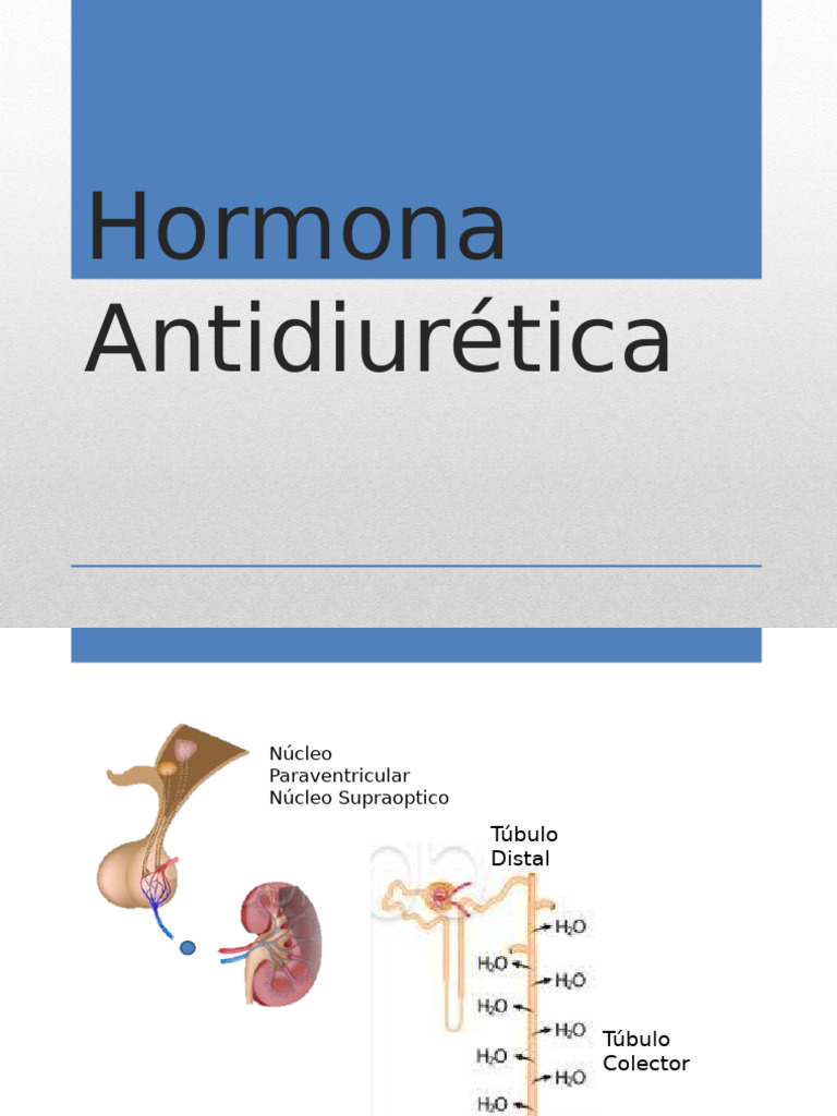 Hormona Antidiuretica | PDF