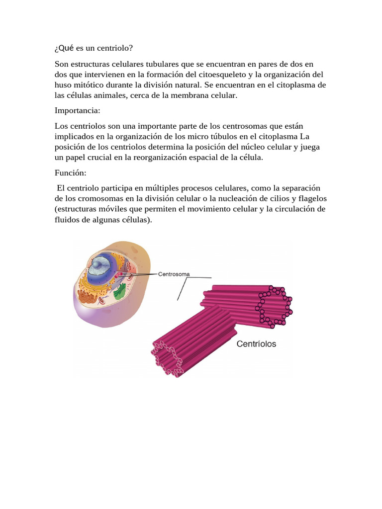 Qué es un centriolo | PDF