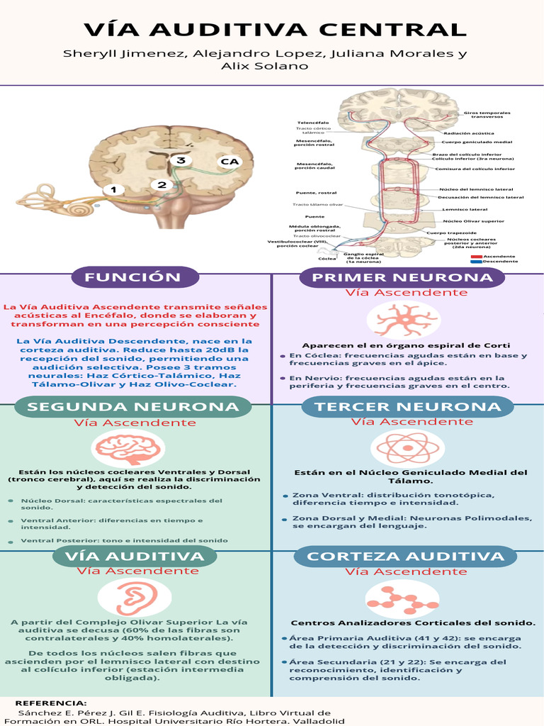 Infografía Vía Auditiva C | PDF