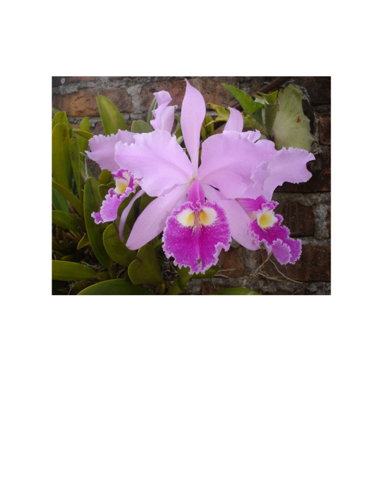 Catleya Colombiana | PDF