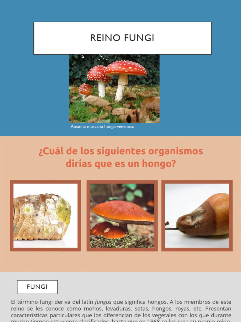 Reino Fungi | PDF