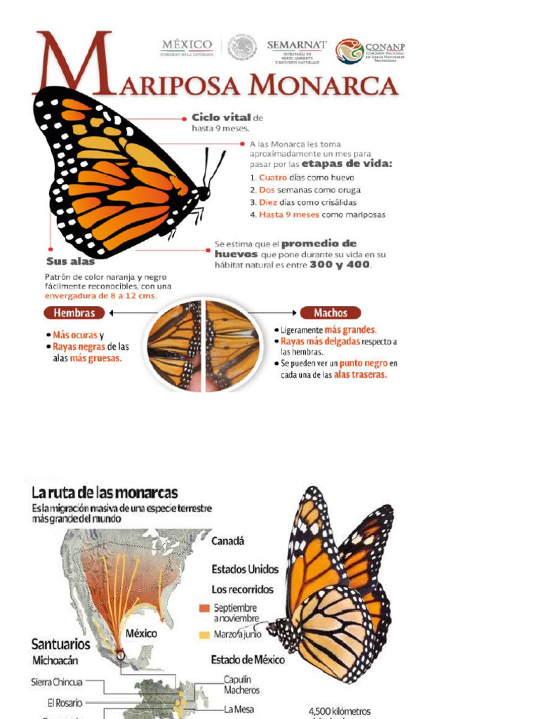 La Mariposa Monarca | PDF