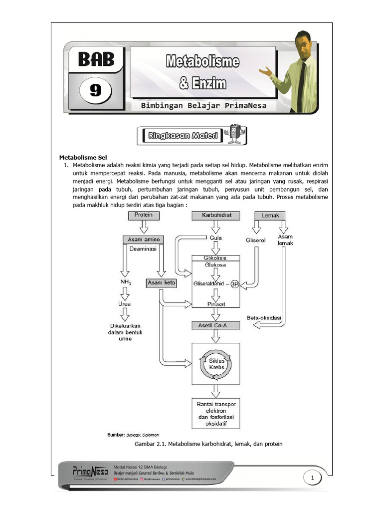 Biologi Bab 9 Rangkuman Metabolisme _ Enzim | PDF
