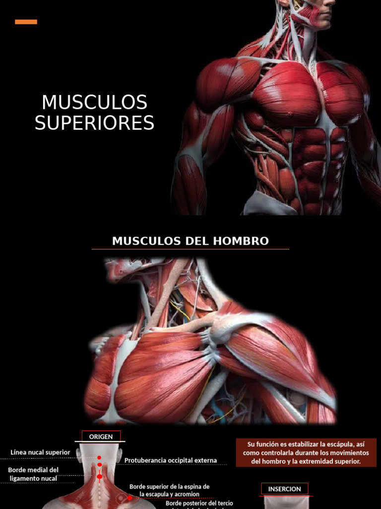 Musculos Superiores.1raparte | PDF