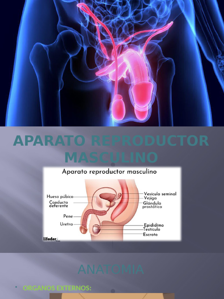 Aparato Reproductor Masculino | PDF