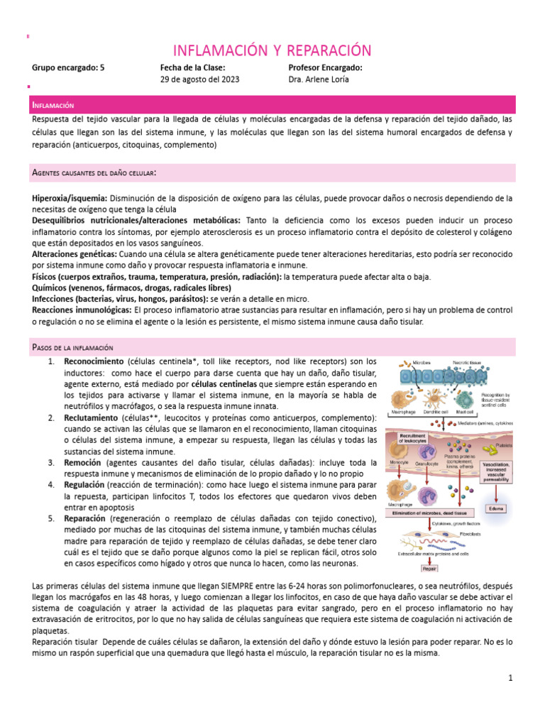 Inflamación y Reparación - Dra. Arlene Loría | PDF