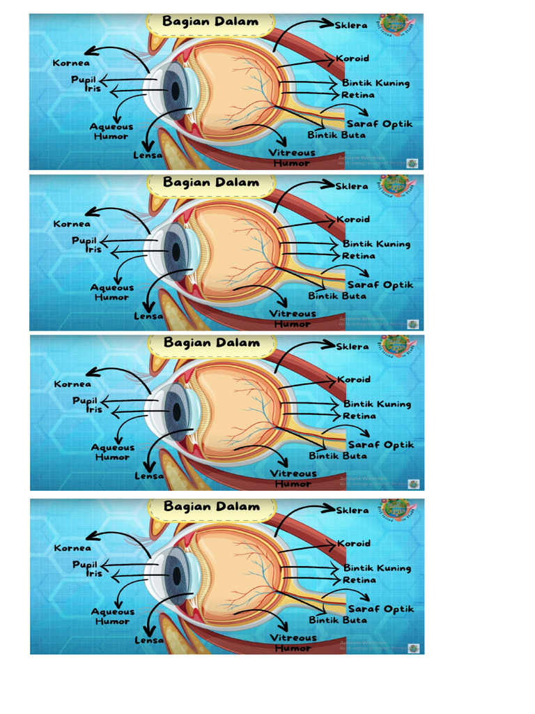 Bagian-Bagian Mata | PDF