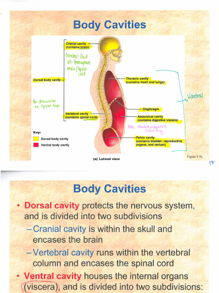 Anatomical Terms Notes Scanned 3 MP | PDF