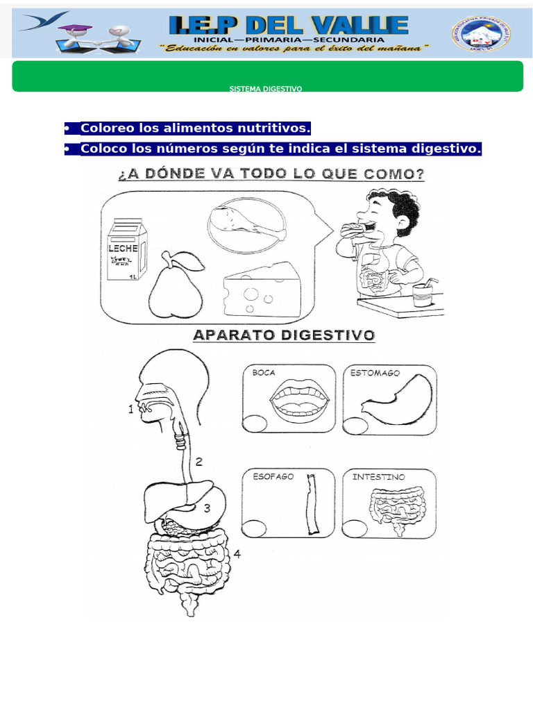 Sistema Digestivo Para Ninos De Cuatro Anos Pdf