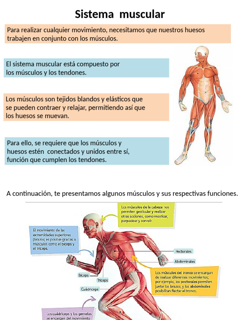 3 - El Sistema Muscular - CIENCIAS | PDF